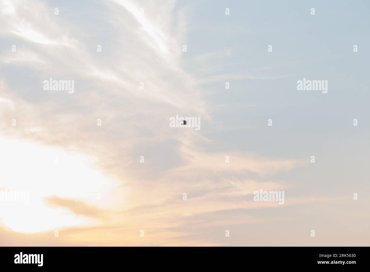 Bird wings sunset hi-res stock photography and images - Alamy