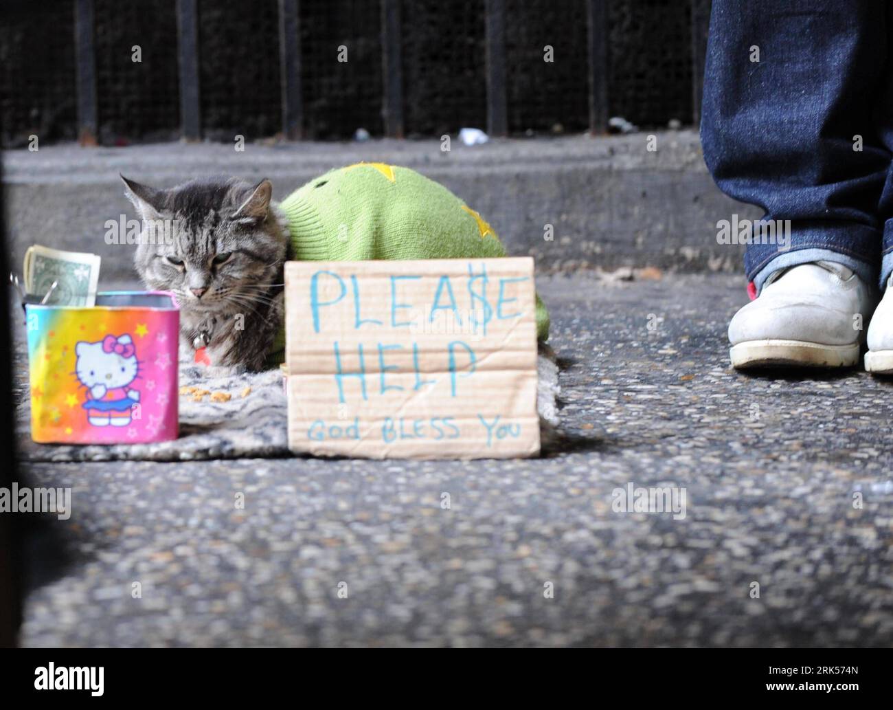 New york katze hi-res stock photography and images - Alamy