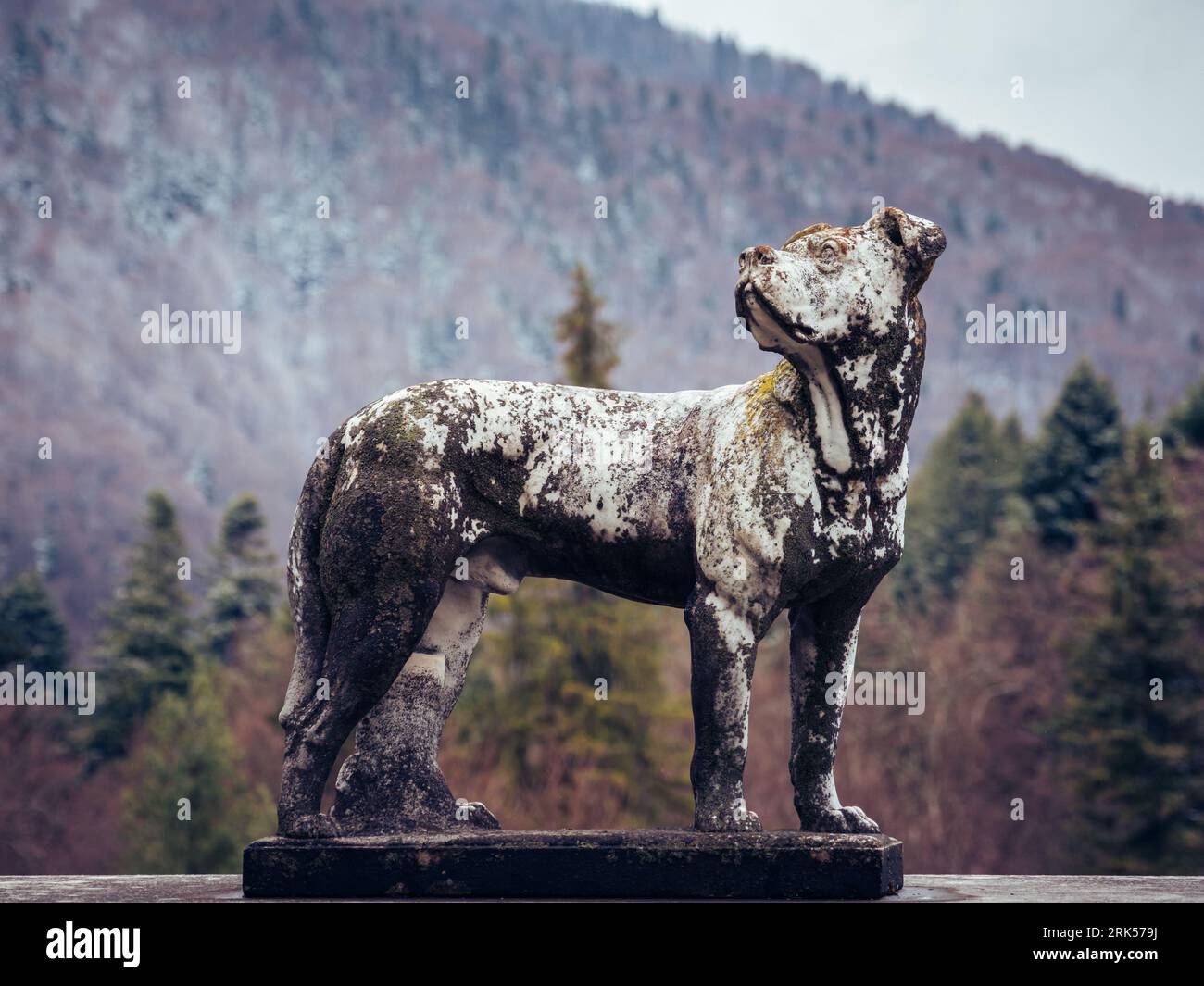 Peles castle dog hi-res stock photography and images - Alamy