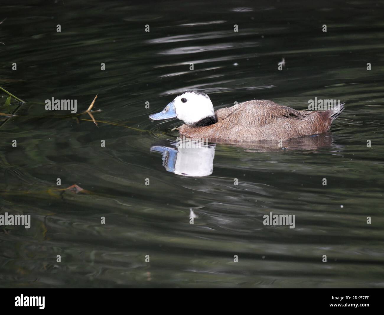Duck with blue bill hi-res stock photography and images - Alamy
