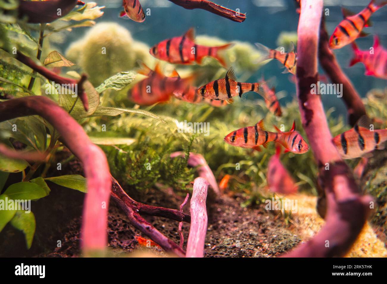A vibrant group of fish swimming in a confined aquarium tank, with ...