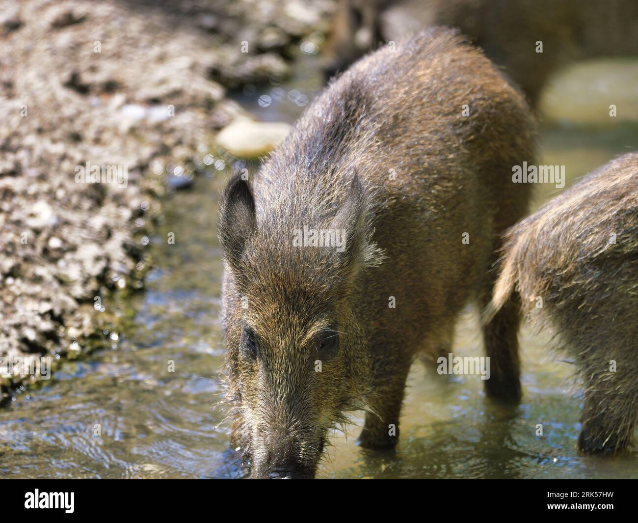 A wild boar drinking water from a stream in a zoo enclosure Stock Photo ...