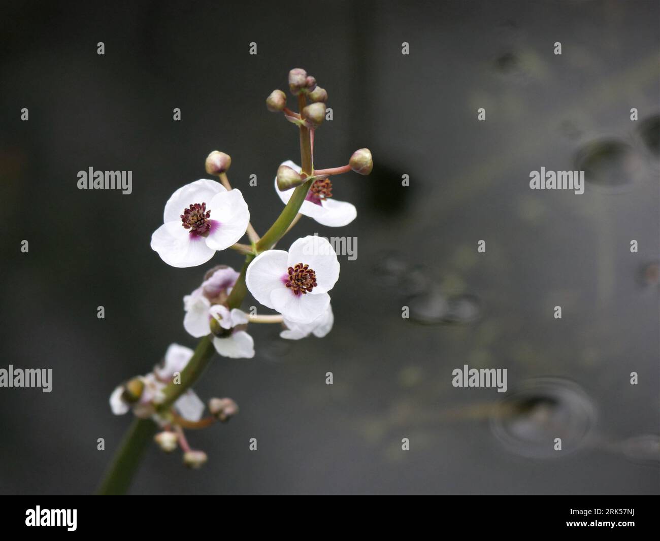 Swamp potato hi-res stock photography and images - Alamy
