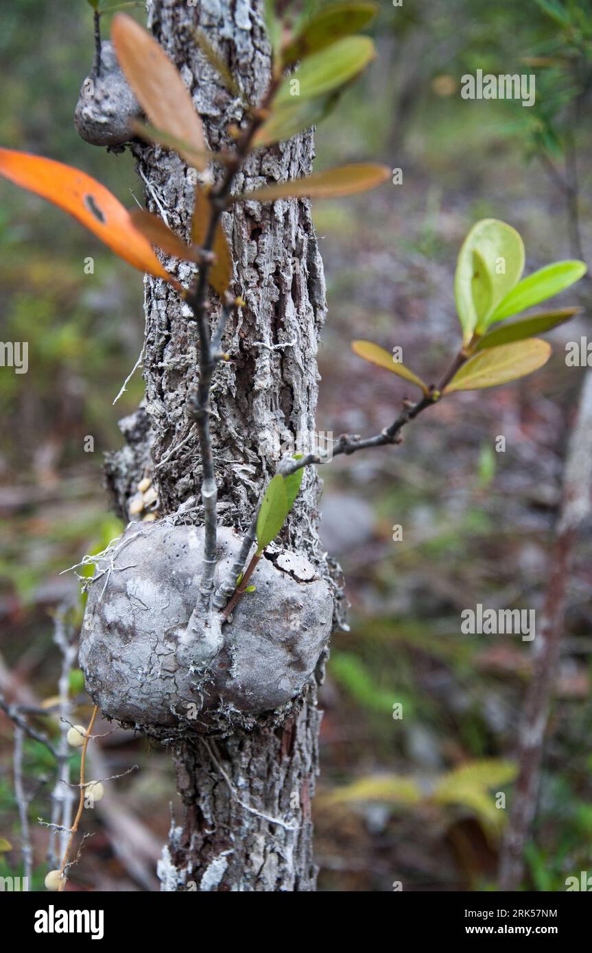 Heath forest plants in Bako National Park, Kuching, Sarawak, Malaysian ...