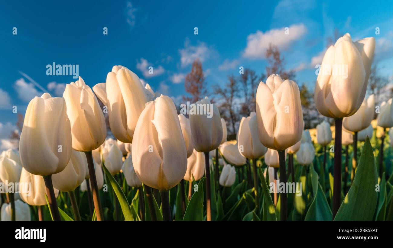 Tulip fields in The Netherlands, colorful tulip fields in Flevoland ...