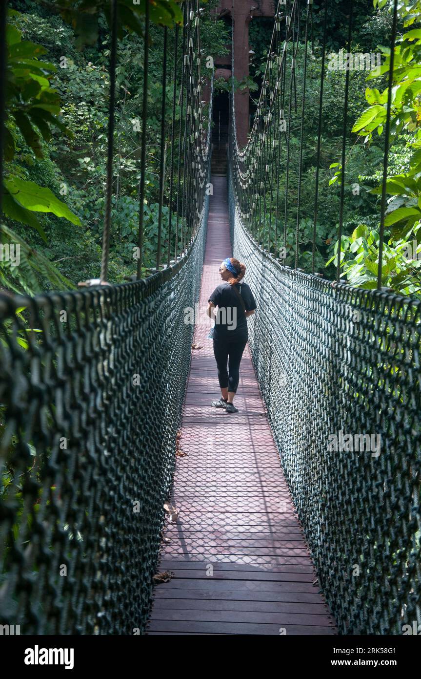 Belalong Canopy Walkway spans 5 connected towers rising 43m above the ...