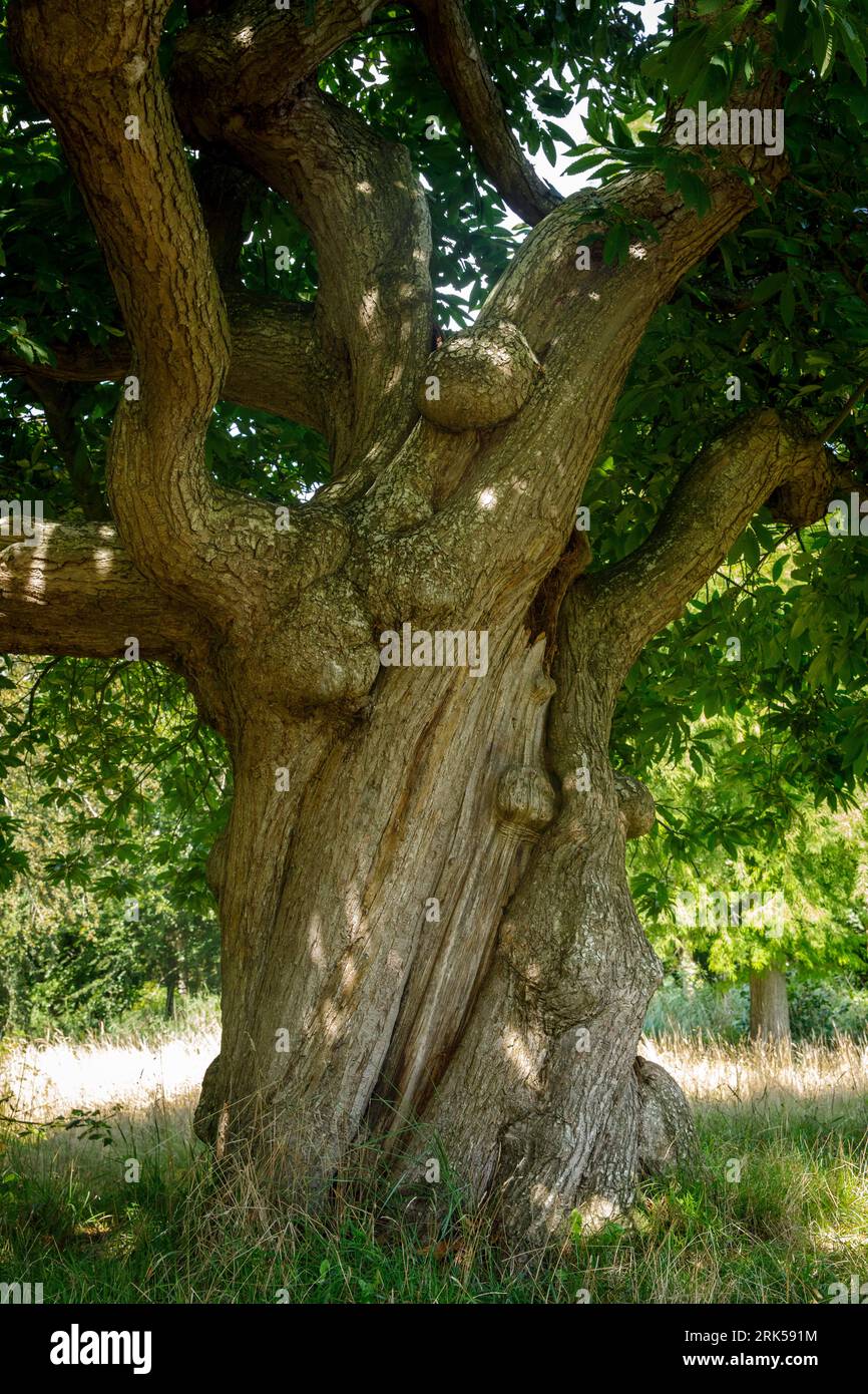 Old chestnut tree hi-res stock photography and images - Alamy