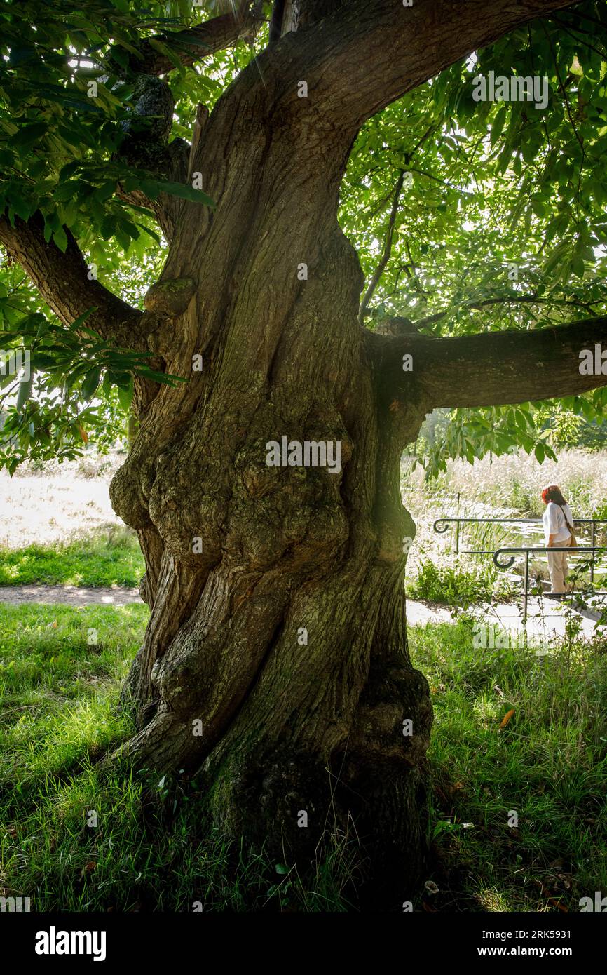 Old chestnut tree hi-res stock photography and images - Alamy