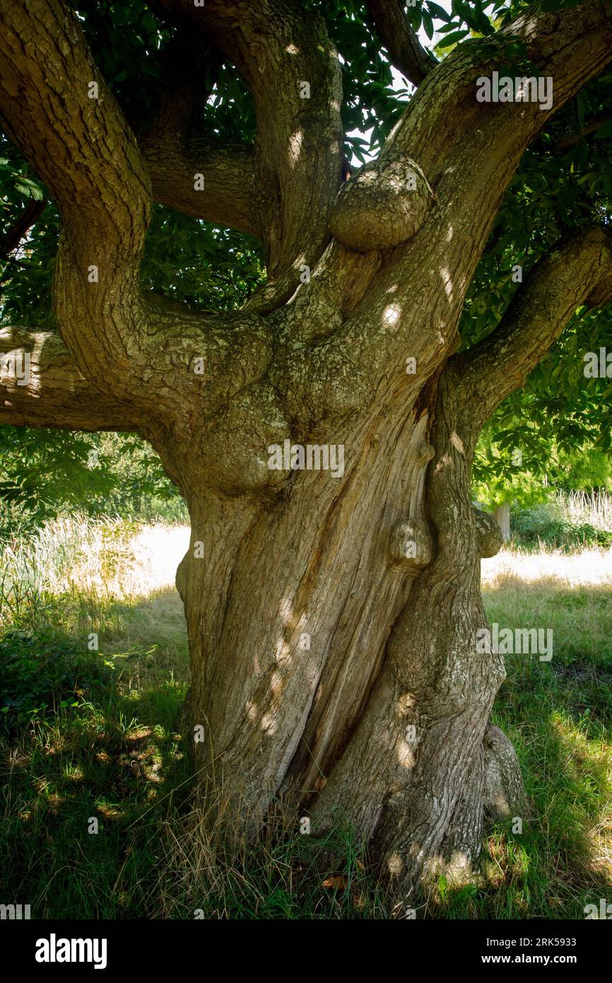 Old chestnut tree hi-res stock photography and images - Alamy