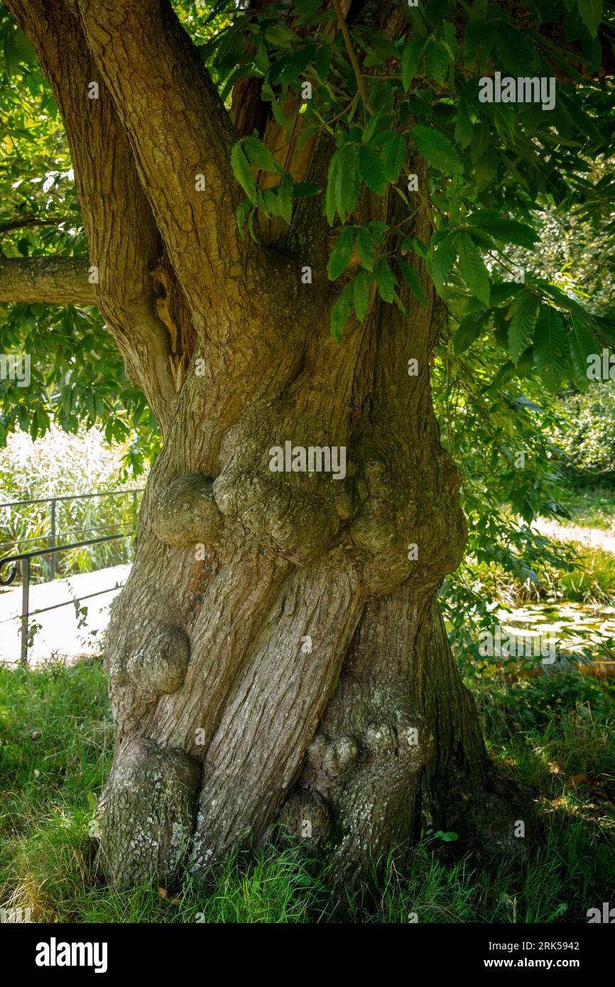 Old chestnut tree hi-res stock photography and images - Alamy