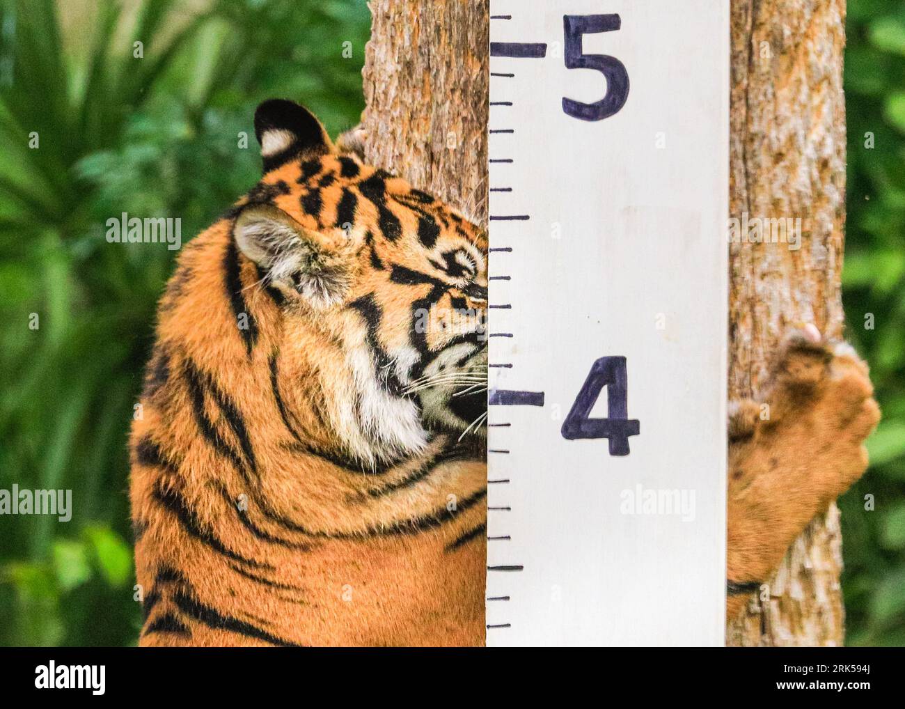 London, UK. 24th Aug, 2023. The cubs are first to check out the ...