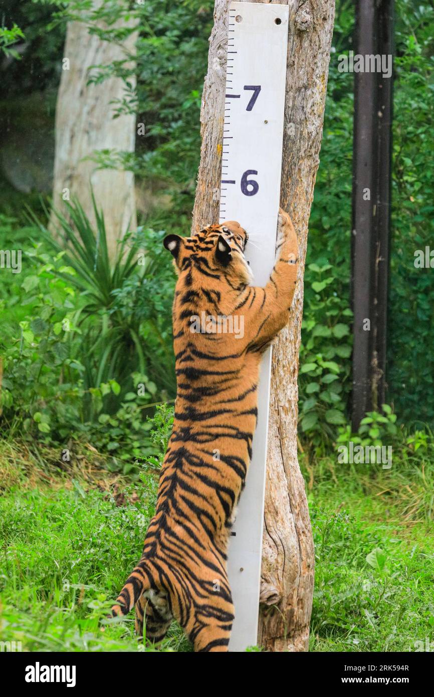 London, UK. 24th Aug, 2023. The cubs are first to check out the ...