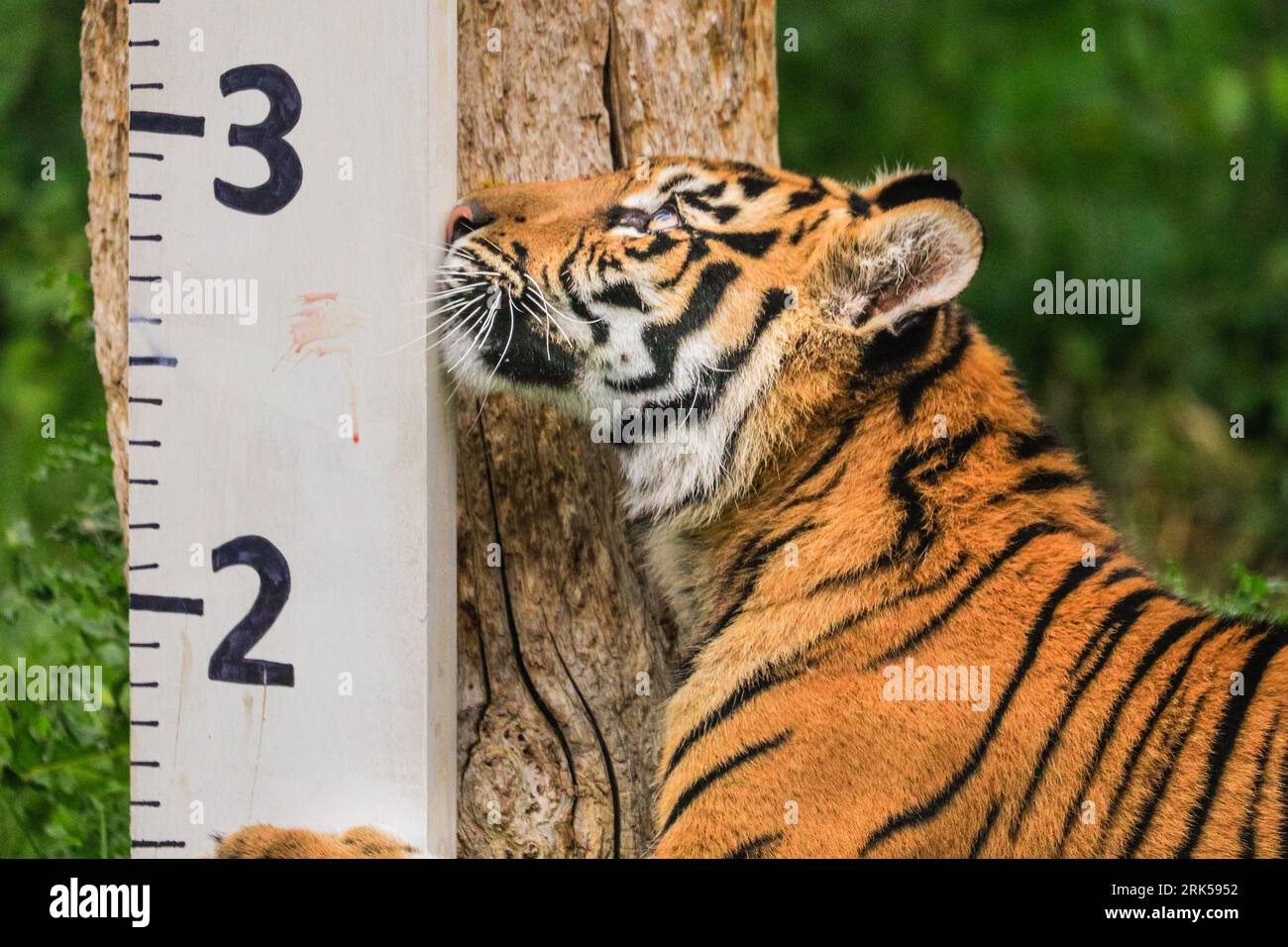 Check in animals hi-res stock photography and images - Alamy