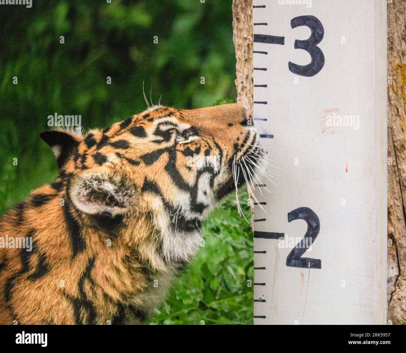 London, UK. 24th Aug, 2023. Mum Geisha checks out the measuring ruler ...