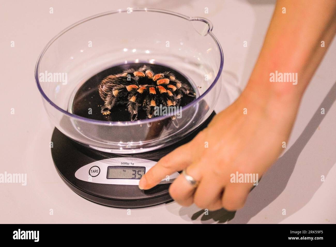 London, UK. 24th Aug, 2023. Keeper Cat Dixon weighs a Mexican redknee ...