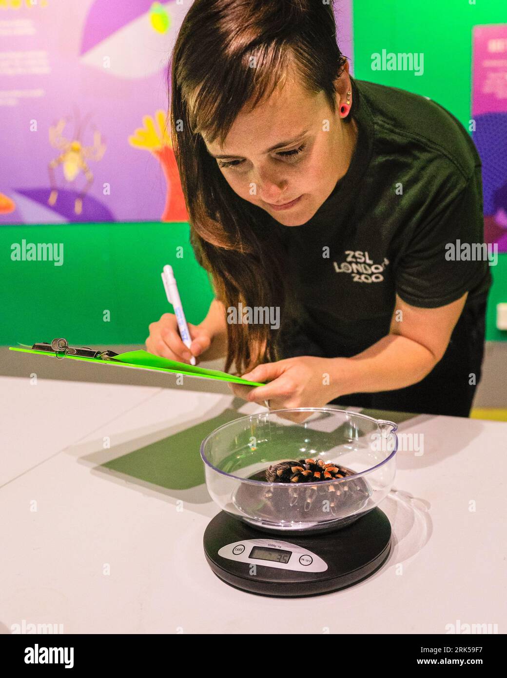 London, UK. 24th Aug, 2023. Keeper Cat Dixon weighs a Mexican redknee ...