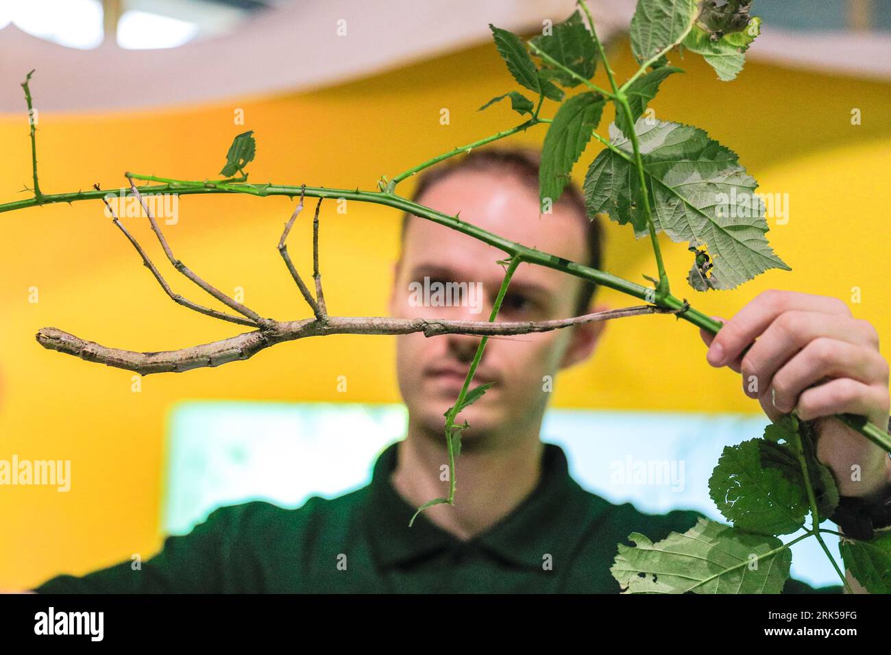 London, UK. 24th Aug, 2023. Keeper Luke measures a male Tirachoidea ...