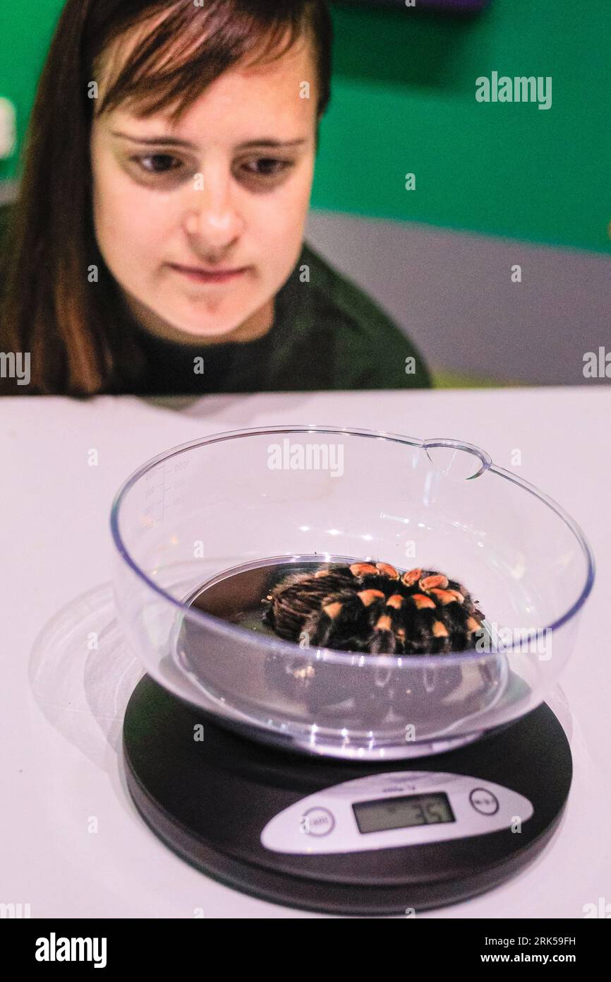 London, UK. 24th Aug, 2023. Keeper Cat Dixon weighs a Mexican redknee ...