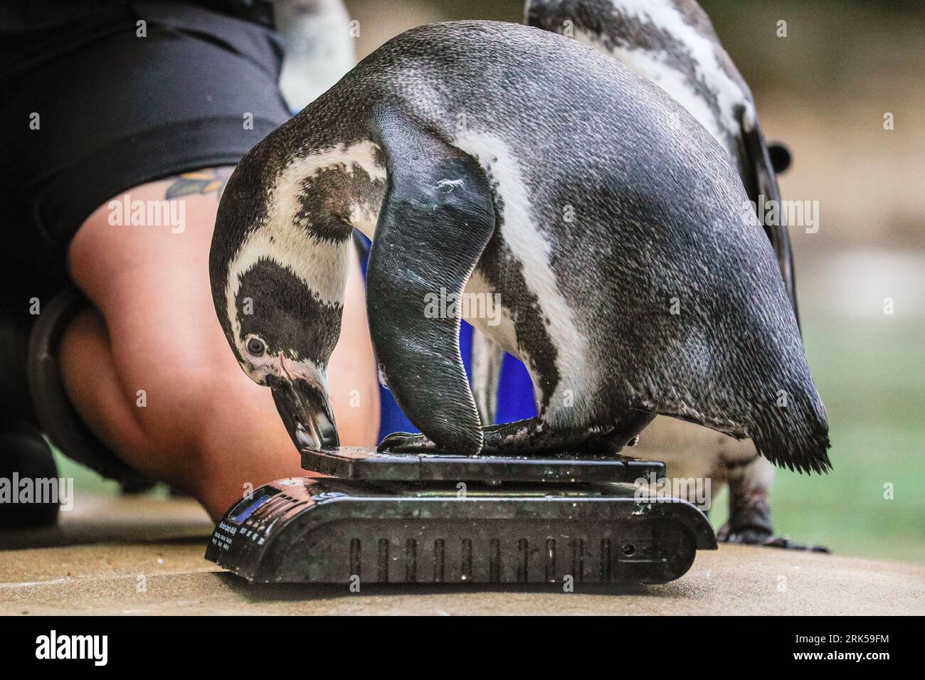 London, UK. 24th Aug, 2023. A penguin investigates the scales. Keeper ...