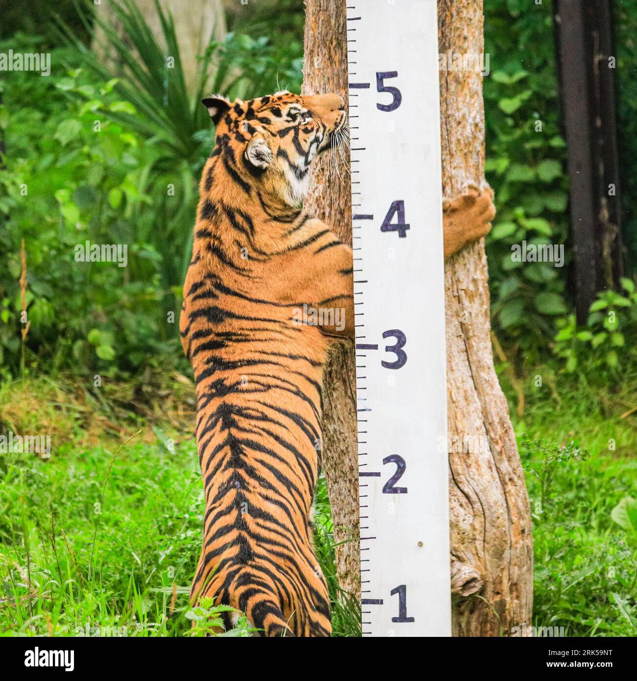 Check in animals hi-res stock photography and images - Alamy