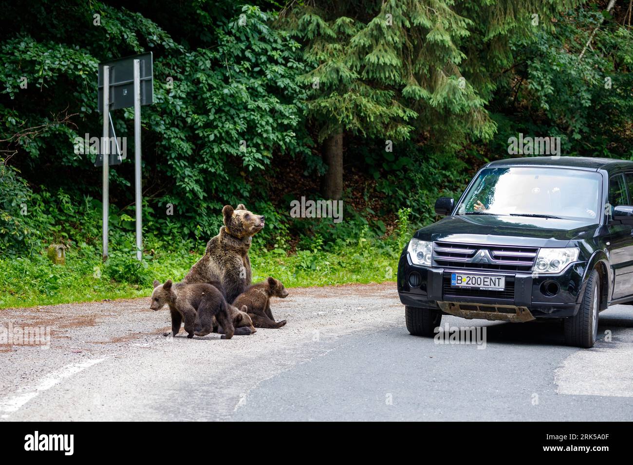 European Brown Bear in the Carpathians of Romania Stock Photo - Alamy