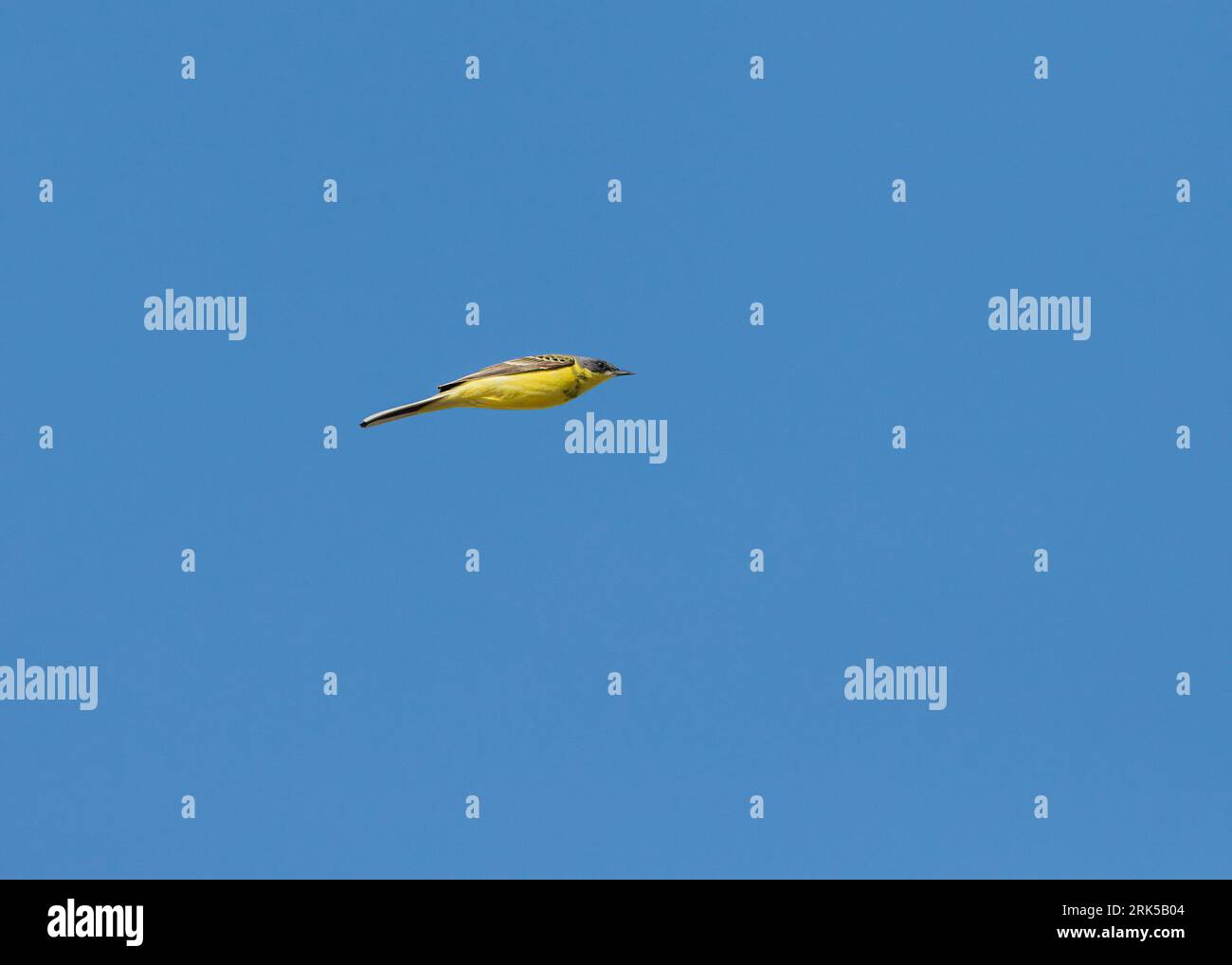 Male Grey-headed Wagtail (Motacilla thunbergi) flying, migrating high ...