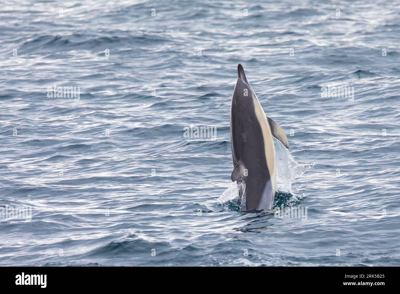 Common dolphin (Delphinus delphis) standing upright, against the sea as ...