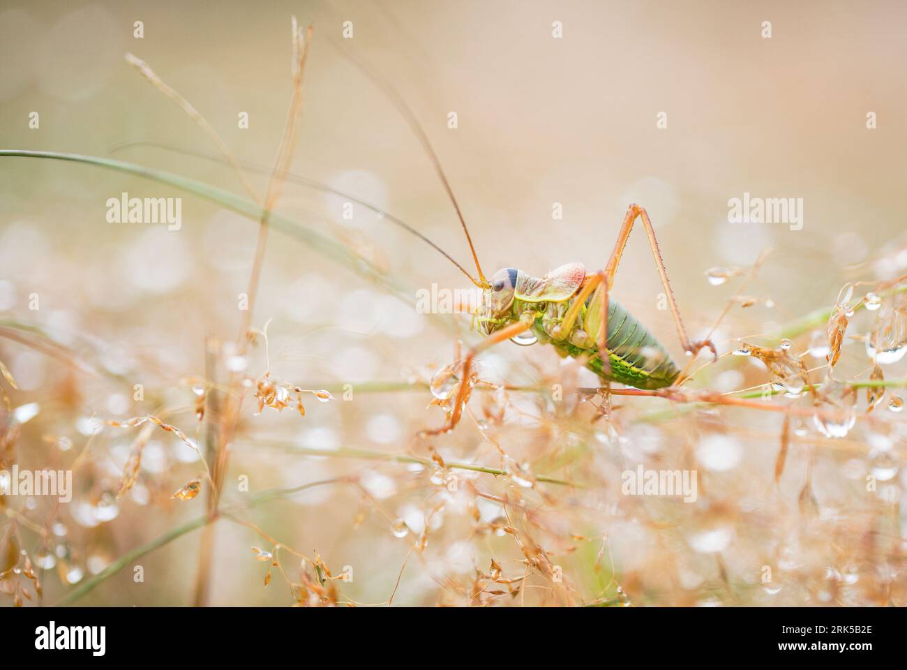 Saddle-backed bush-cricket, Ephippiger diurnus Stock Photo - Alamy