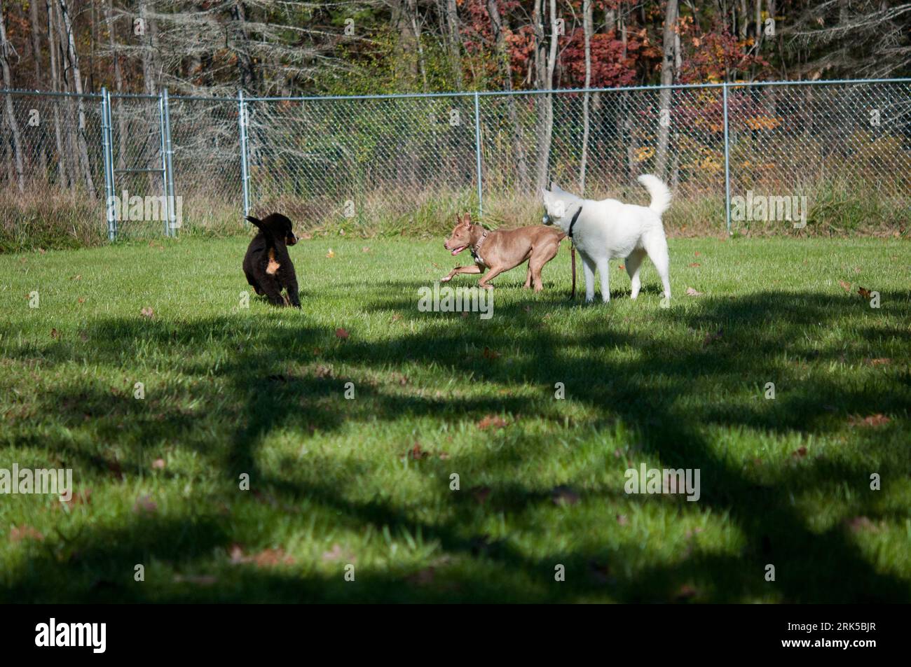 Three dogs playing together in the yard Stock Photo - Alamy