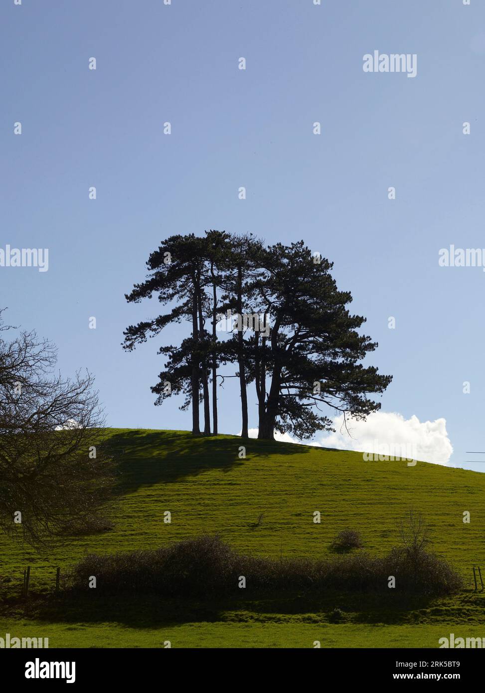 Silhouetted trees on a hillside in the yorkshire dales hi-res stock ...