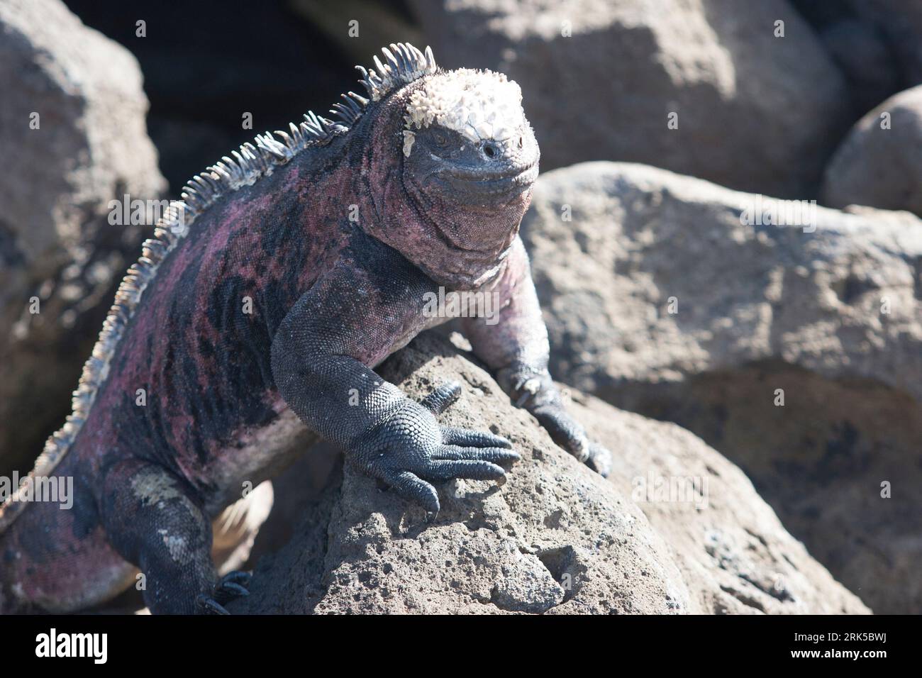An Iguana on the Galapagos Island Mindelo, one of the many endemic ...