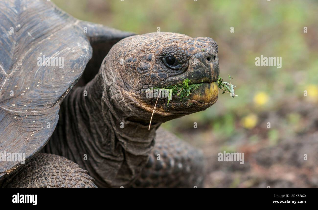 giant turtle on Galapagos Island, Ecuador Stock Photo - Alamy
