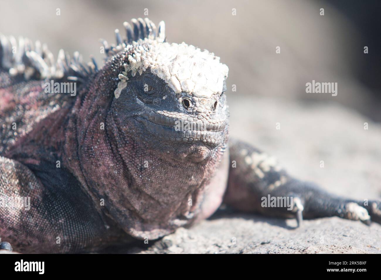An Iguana on the Galapagos Island Mindelo, one of the many endemic ...