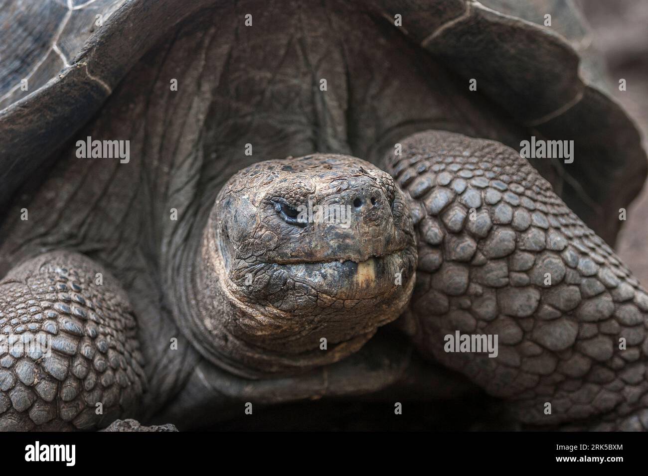giant turtle on Galapagos Island, Ecuador Stock Photo - Alamy