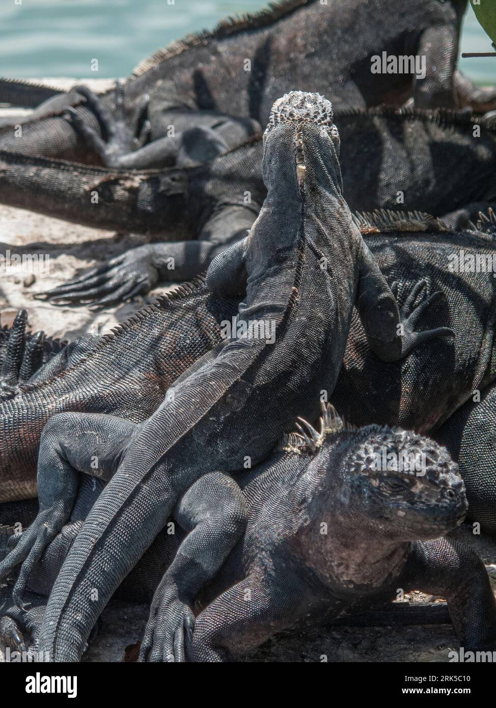 An Iguana on the Galapagos Island Mindelo, one of the many endemic ...