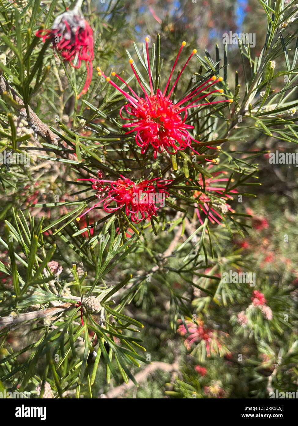 Grevillea splendor hi-res stock photography and images - Alamy