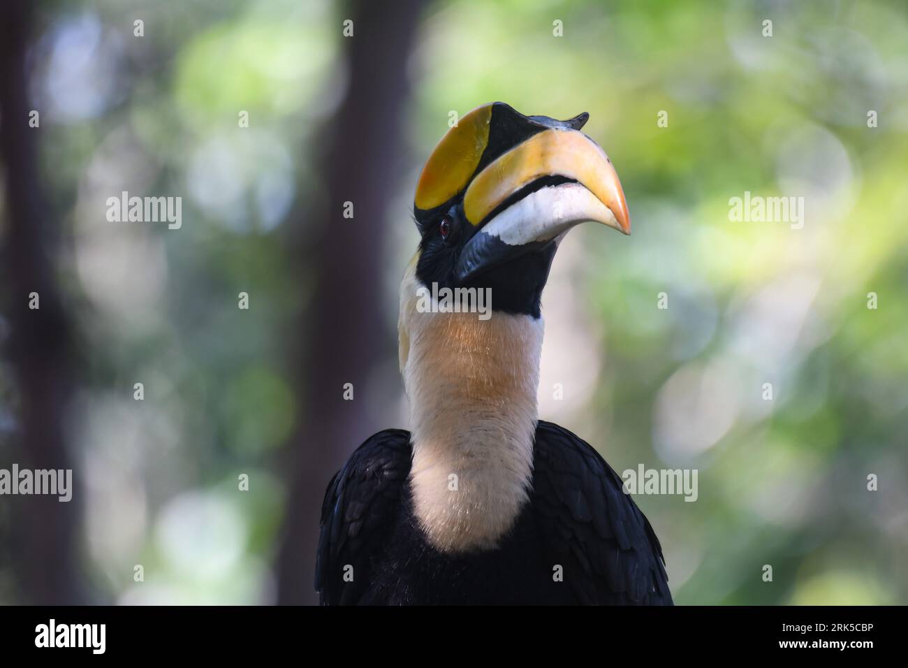 Raising its head high while having a portrait session, Great Hornbill ...