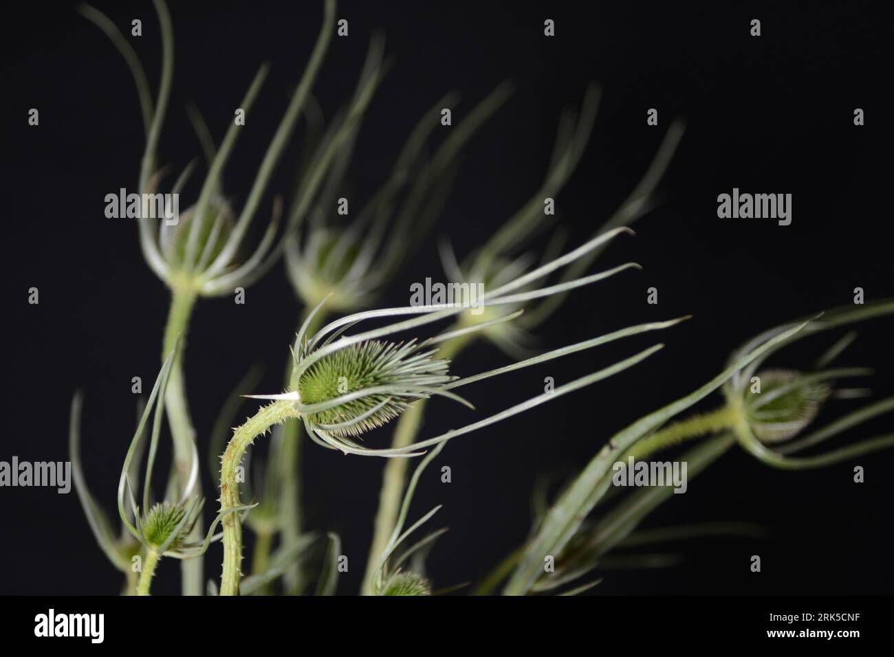 A green Translucent plant with small leaves is growing against a black ...