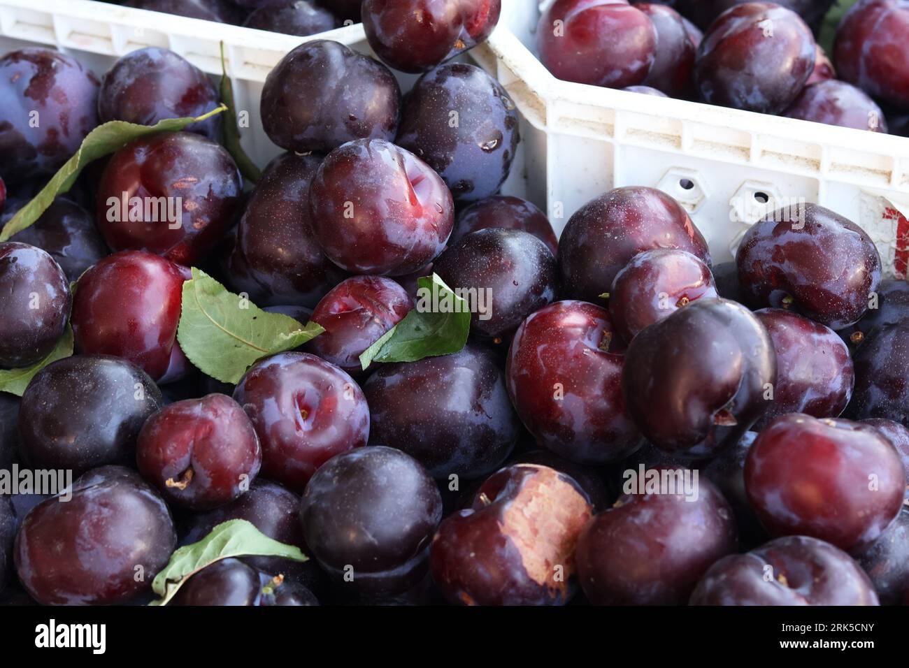 Trays of plums hi-res stock photography and images - Alamy