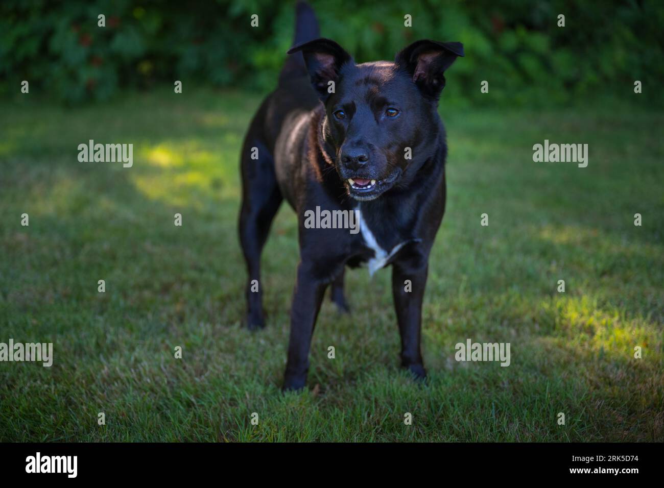 Black labrador heeler mix hi-res stock photography and images - Alamy
