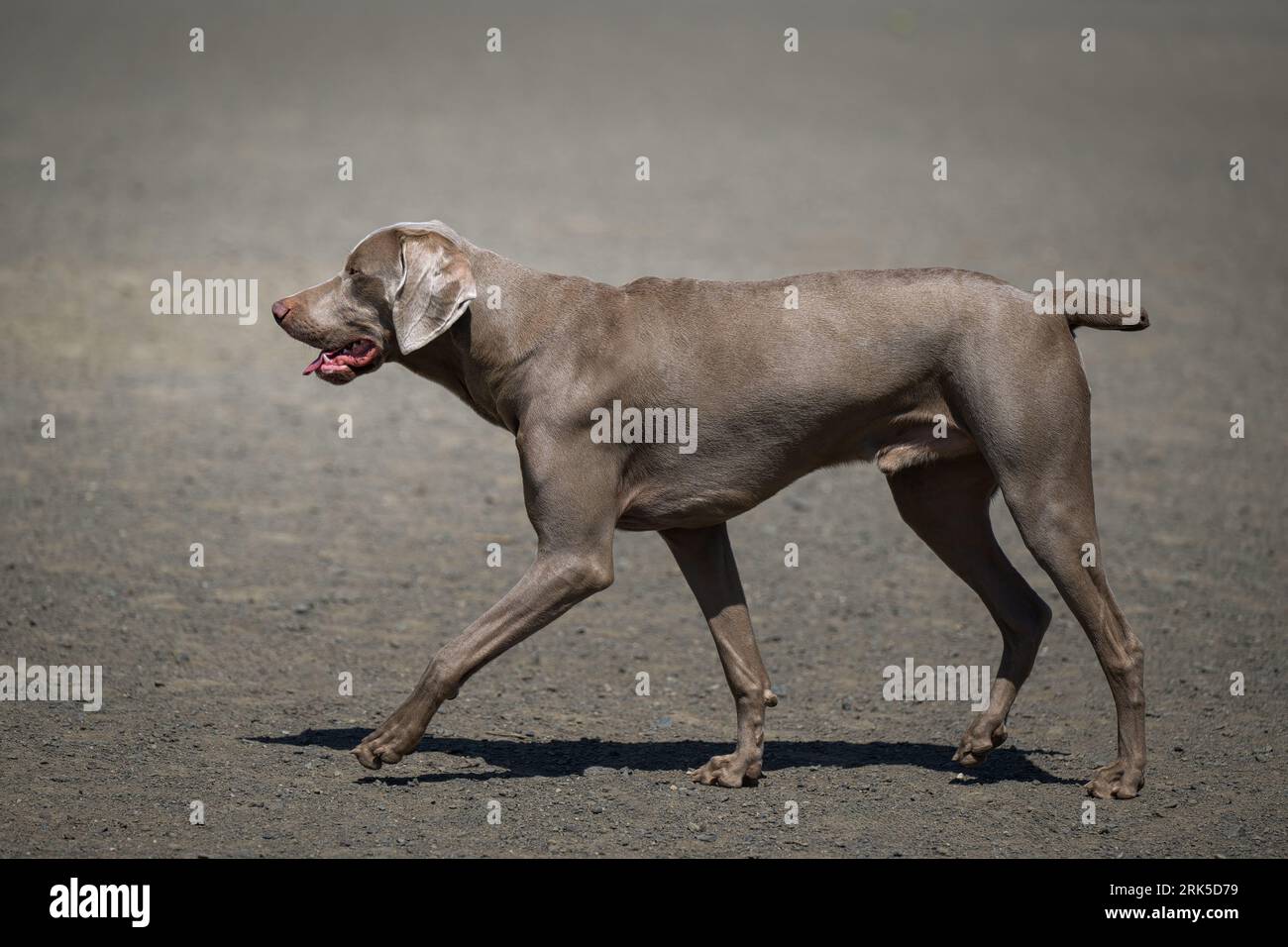 Dog running across road hi-res stock photography and images - Alamy