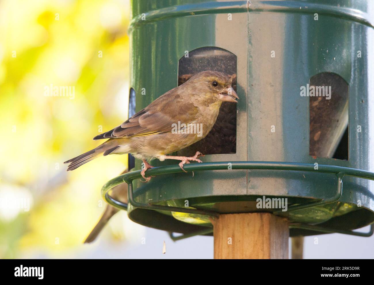 EUROPEAN GREENFINCH Chloris Chloris at the feeder Stock Photo - Alamy