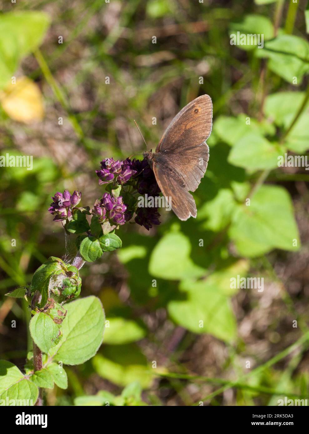 MEADOW BROWN Maniola Jurtina Butterfly in nature Stock Photo - Alamy