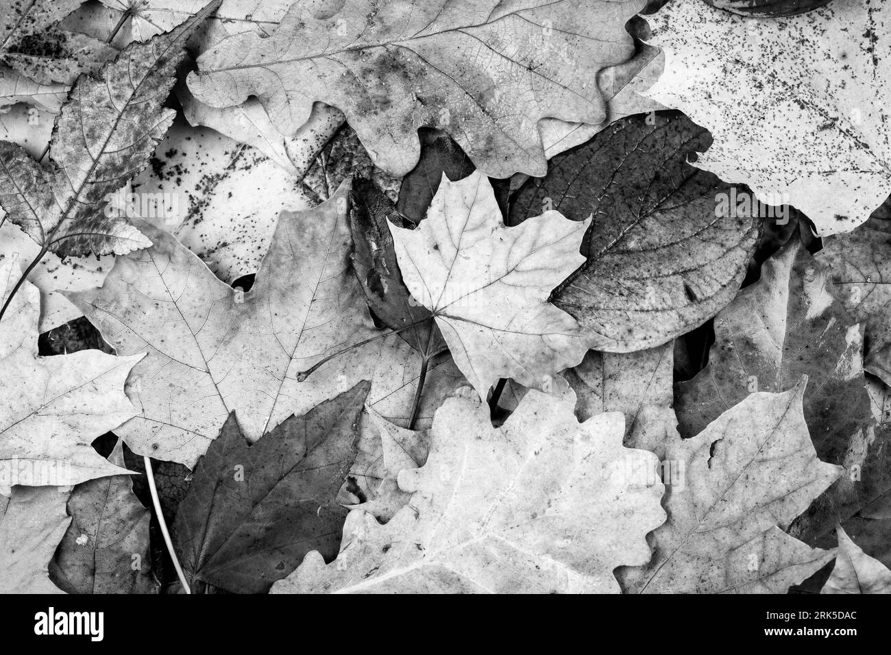 Black and white autumn leaves background texture Stock Photo - Alamy