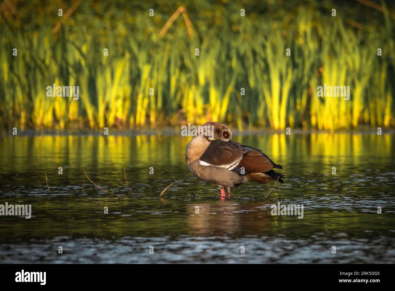 German birds hi-res stock photography and images - Alamy