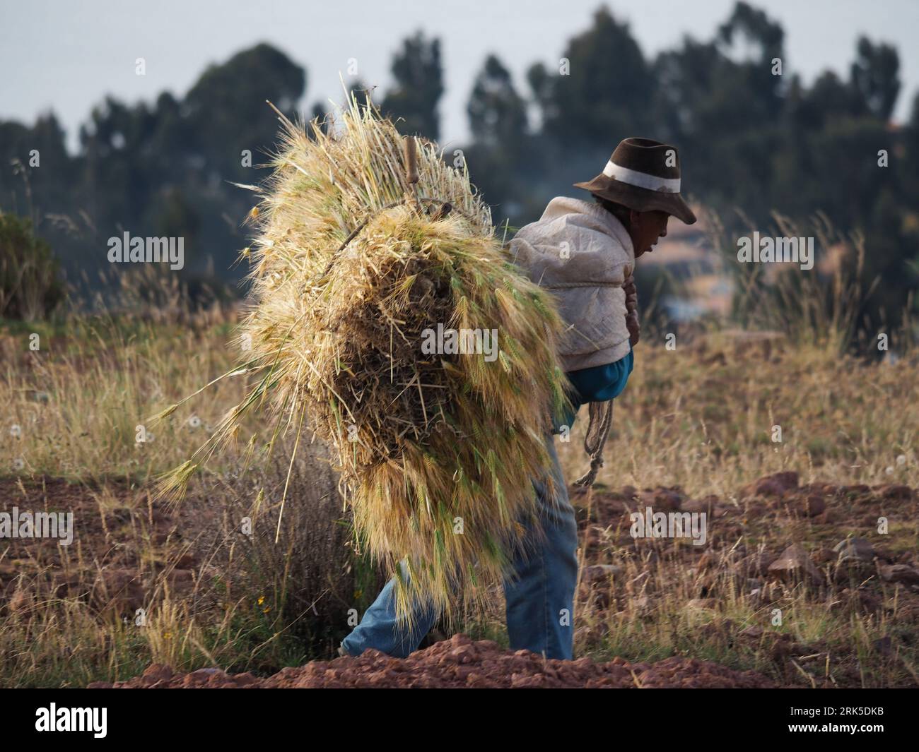 A hardworking Peruvian man carrying a bundle of hay across an open ...