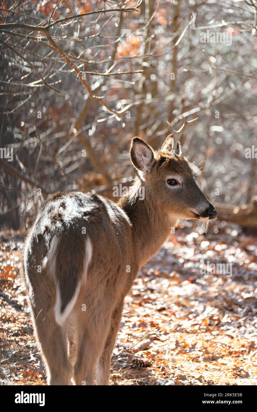 Close-up of a white-tailed deer standing in a wooded area with trees ...