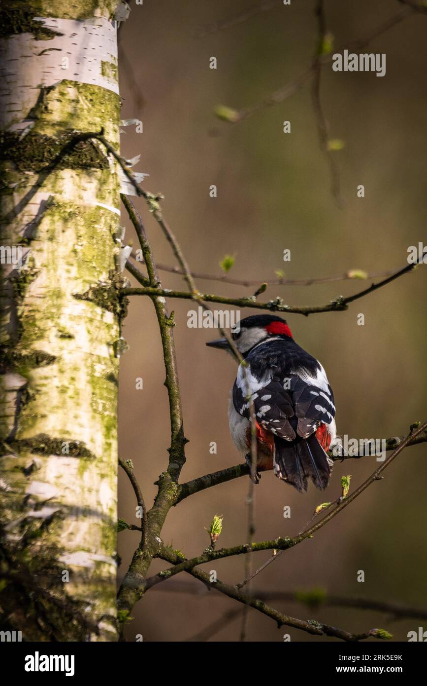German birds hi-res stock photography and images - Alamy