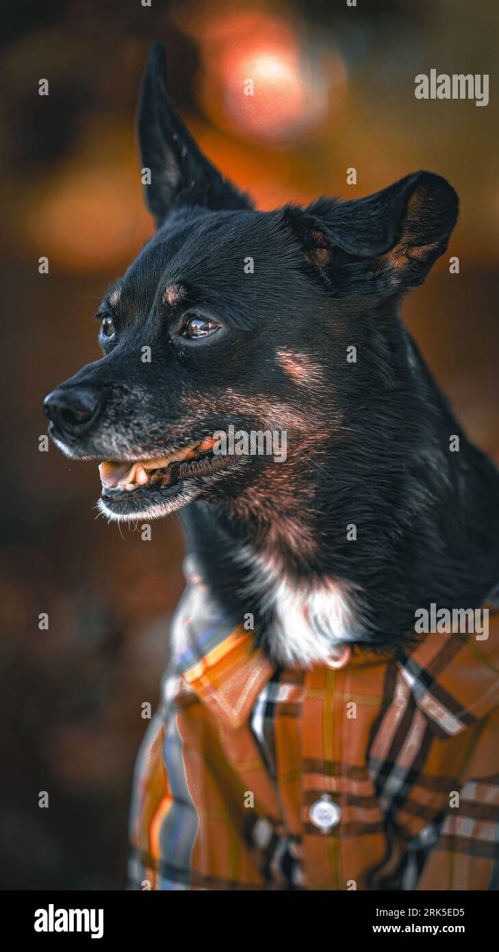 An adorable Australian Kelpie dog wearing a checkered plaid sits atop a ...