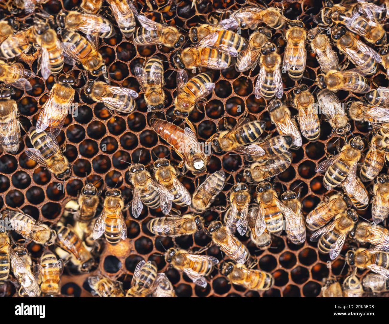 Close up shot of bees in a bee hive with honey combs working together ...